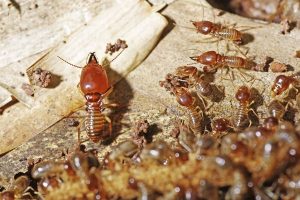 KEETAK PEST MANAGEMENT