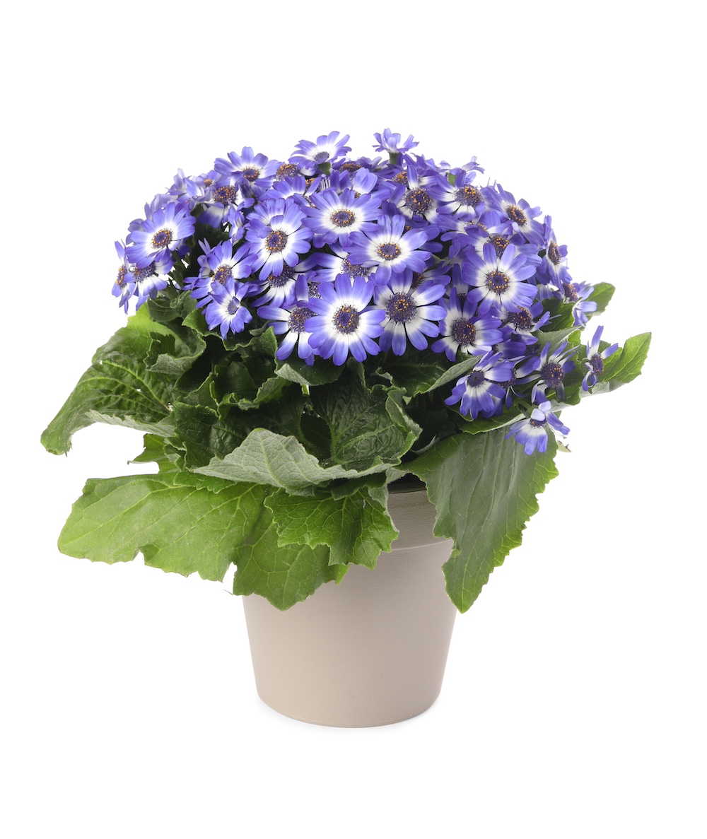 Six Winter Plants That You can Plant in Your Home Garden