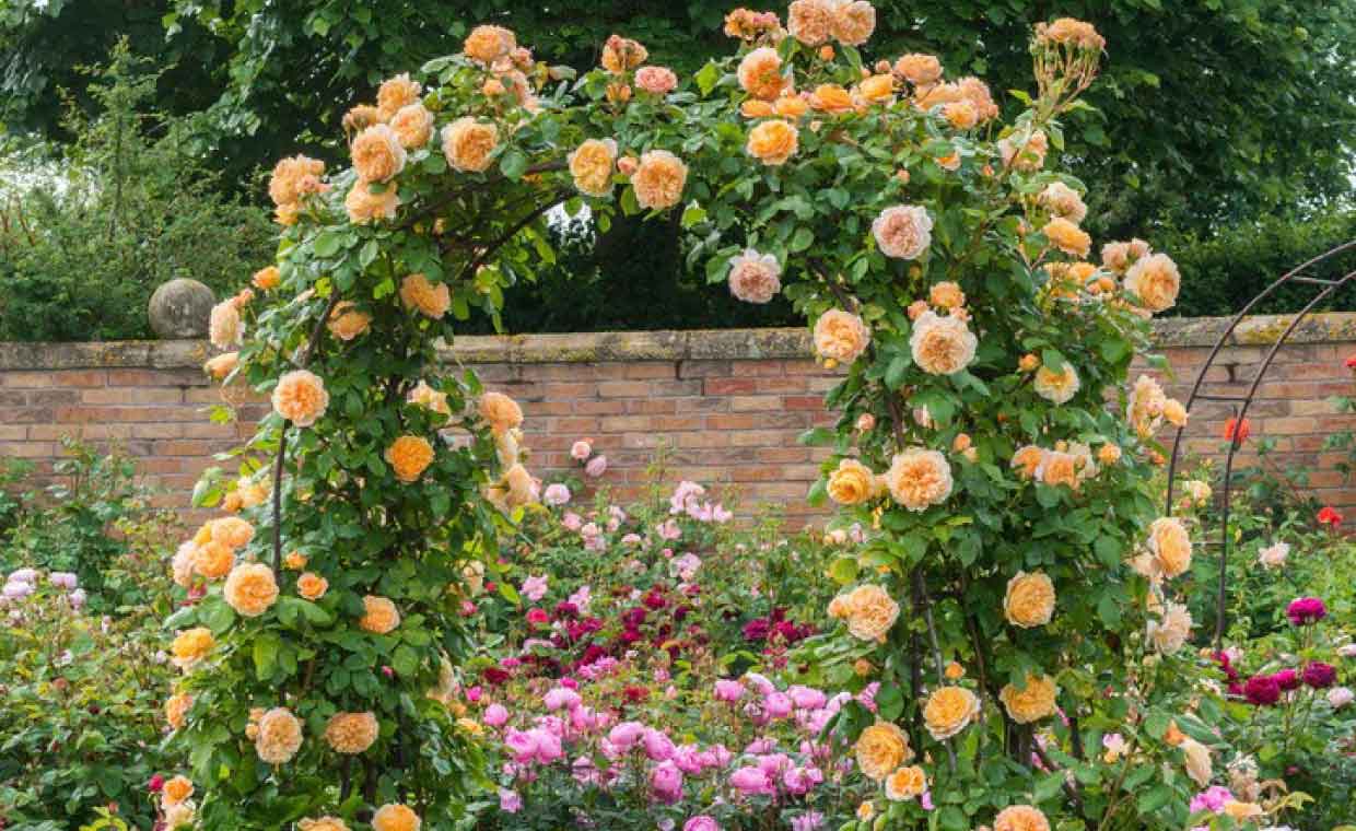 Climbing Roses